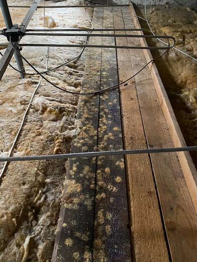 Reference billeder af borebille bekæmpelse - Vestjysk Skadedyrskontrol