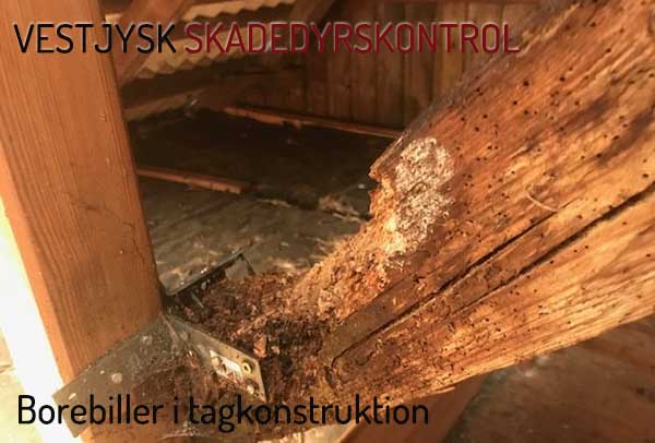 Reference billeder af borebille bekæmpelse - Vestjysk Skadedyrskontrol
