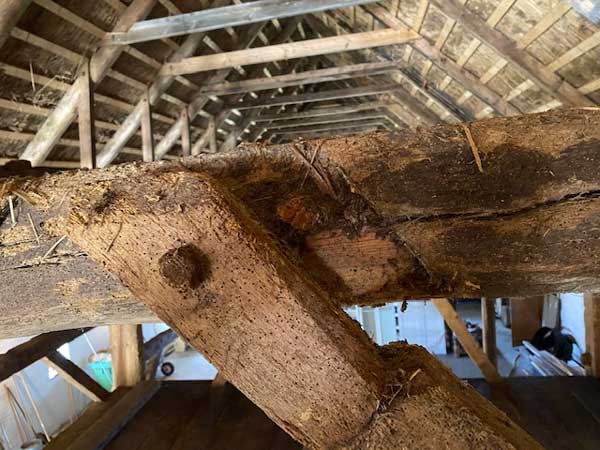 Reference billeder af borebille bekæmpelse - Vestjysk Skadedyrskontrol