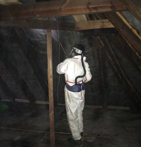 Reference billeder af borebille bekæmpelse - Vestjysk Skadedyrskontrol