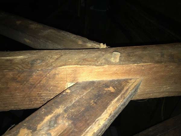 Reference billeder af borebille bekæmpelse - Vestjysk Skadedyrskontrol